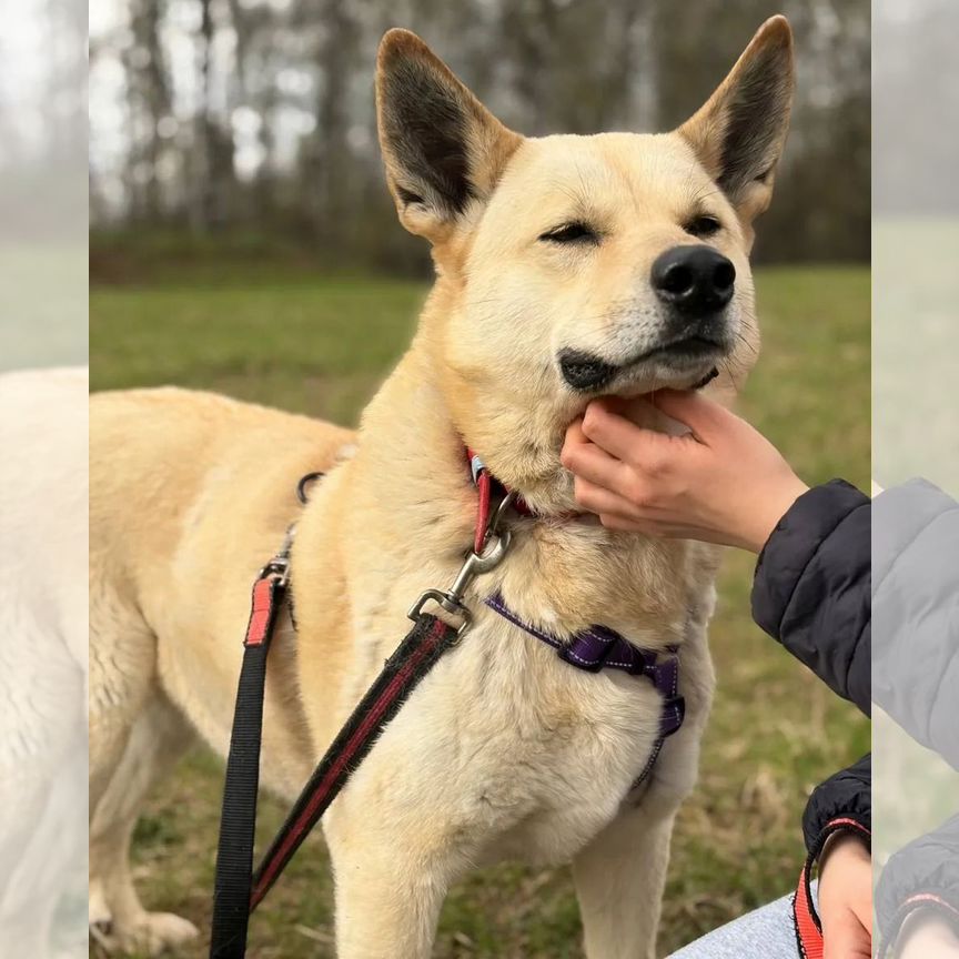 Взрослая собака в добрые руки