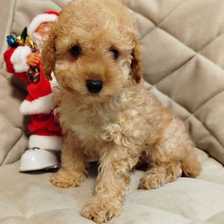 Карликовый пудель, щенок