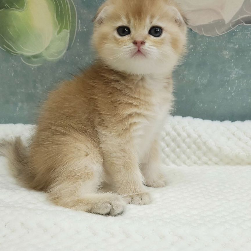 Шотландские золотые шиншиллы