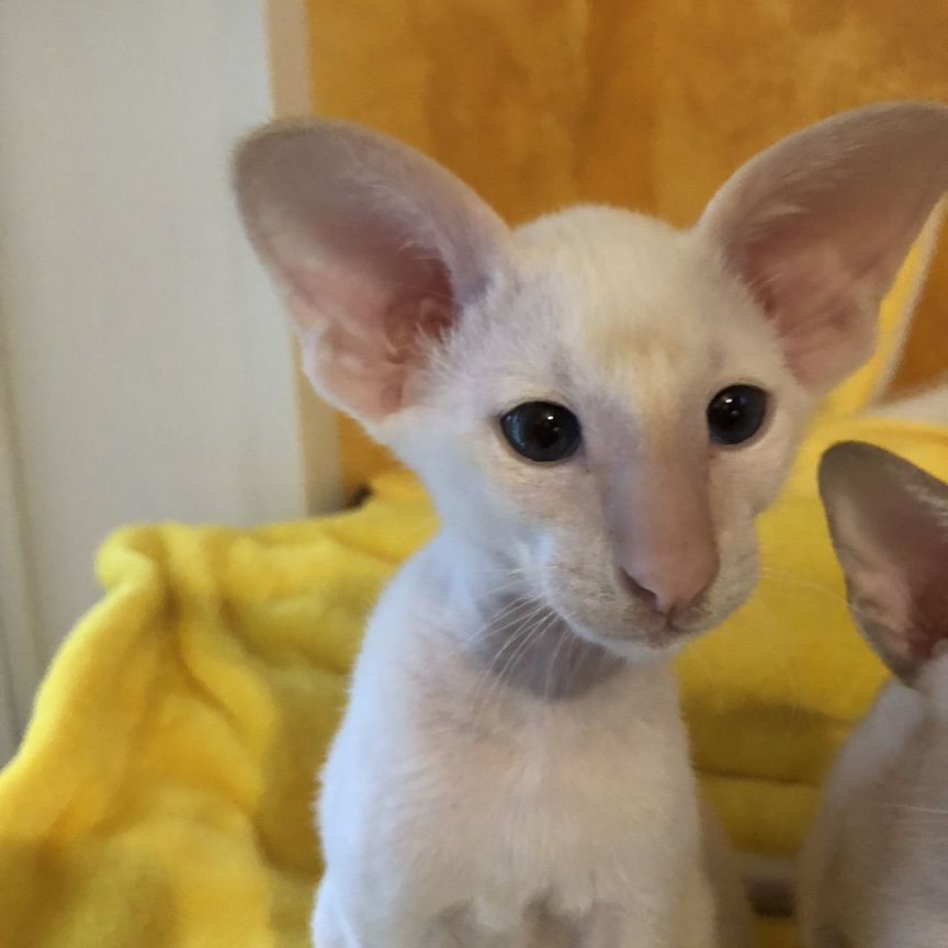 Сиамский котёнок