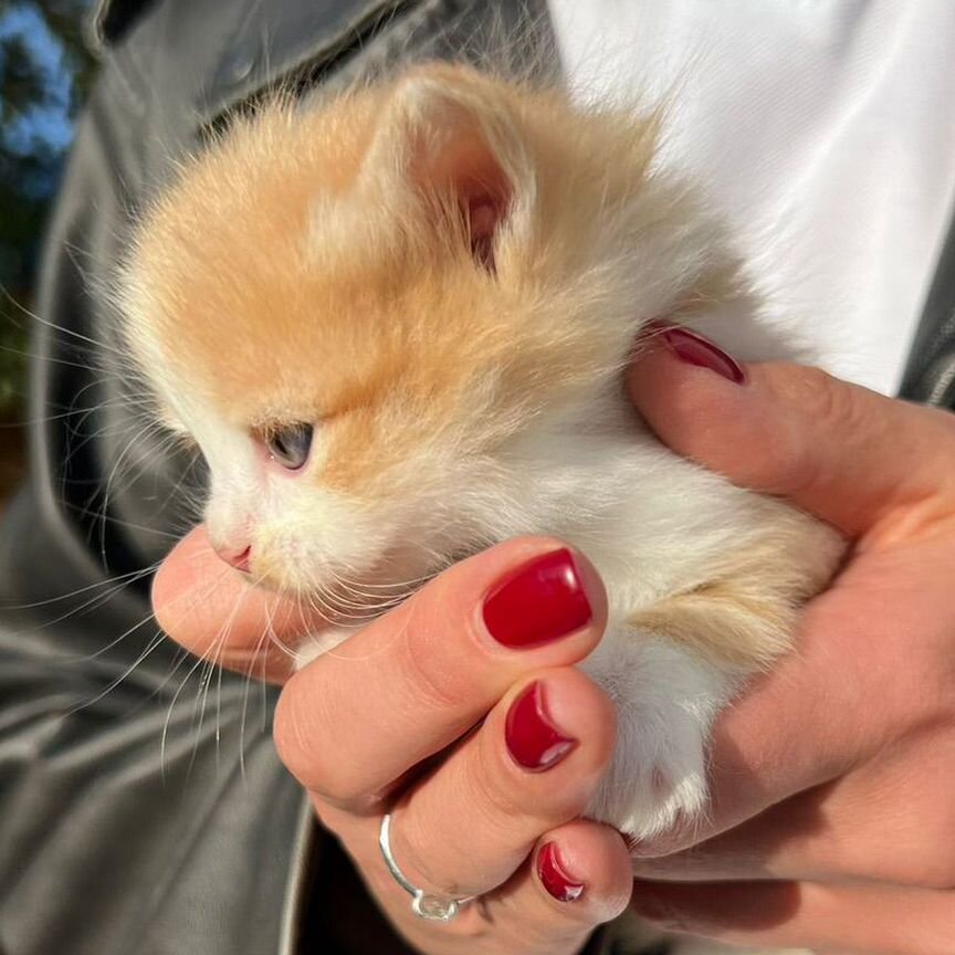 Сибирские рыжие котята