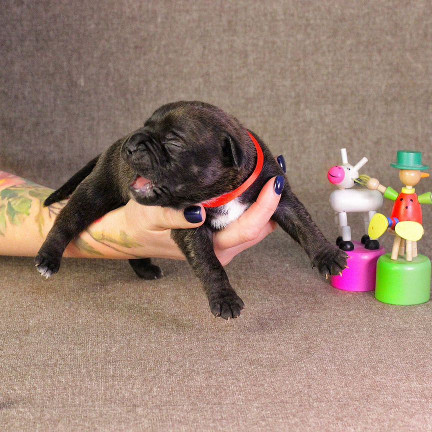 Стаффордширский бультерьер