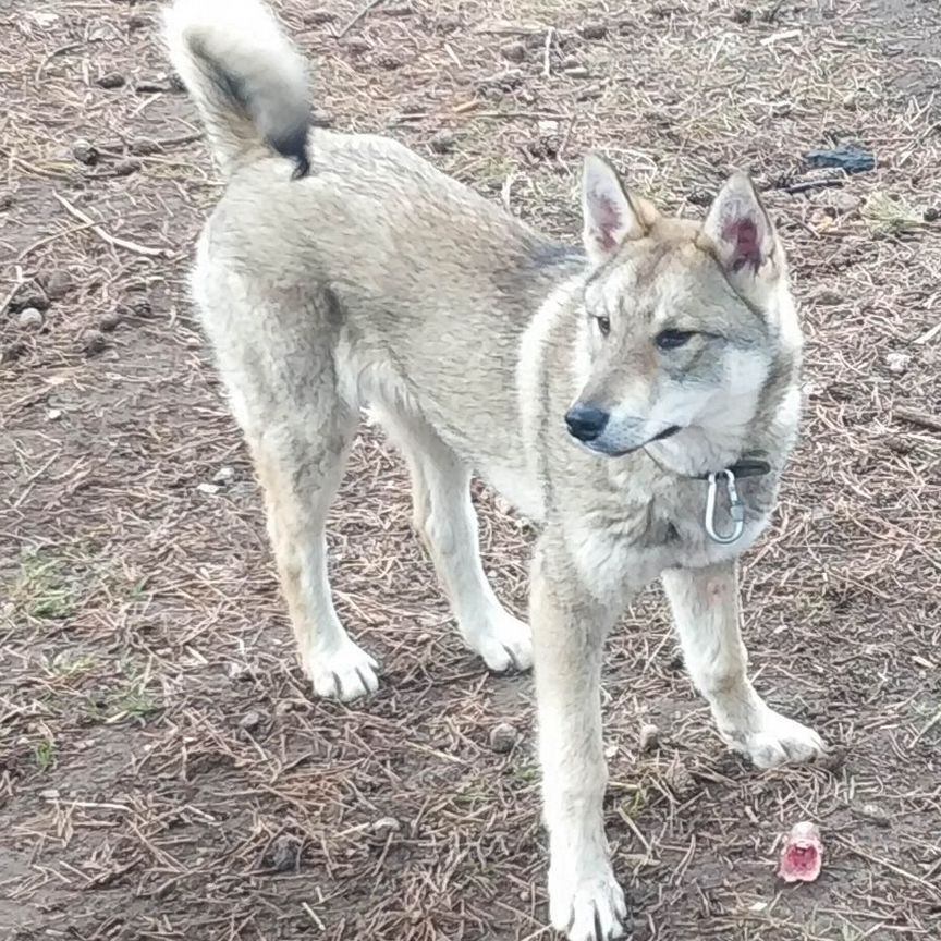 Западносибирская лайка, щенок