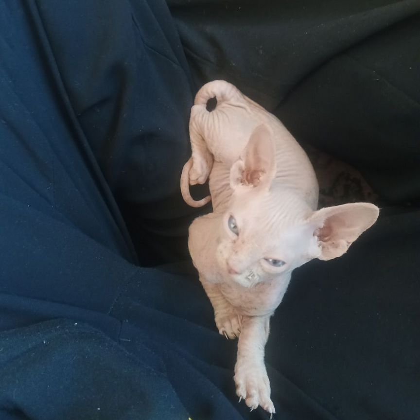 Канадский сфинкс котёнок