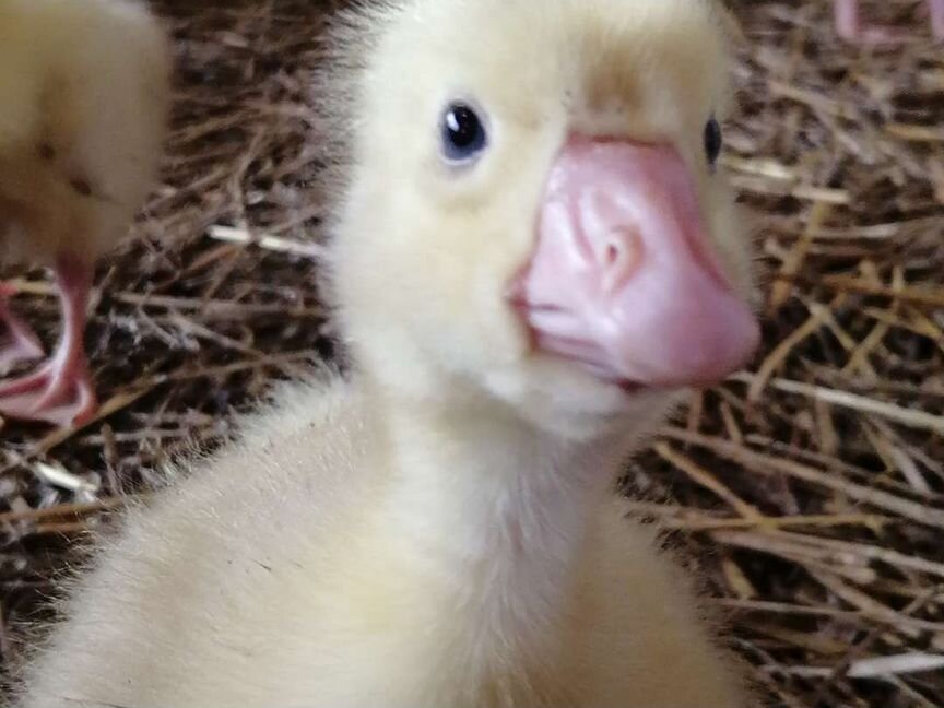 Инкубационное яйцо, гусята