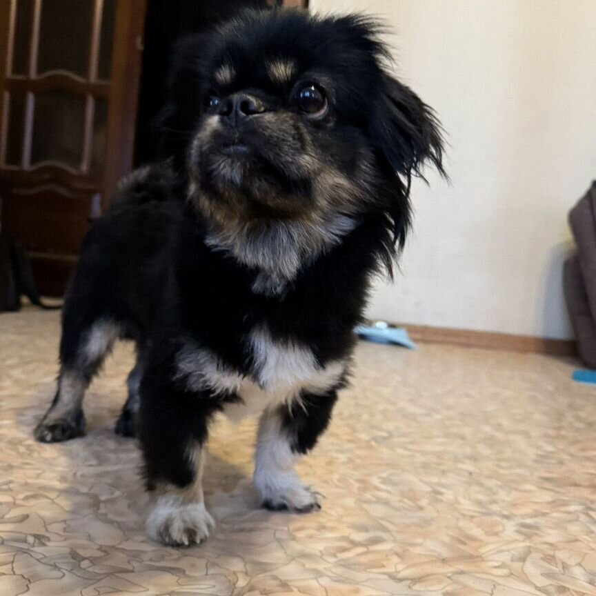 Найден пекинес