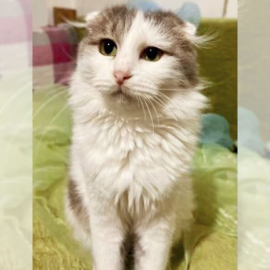 Кошка вислоухая грустит в приюте