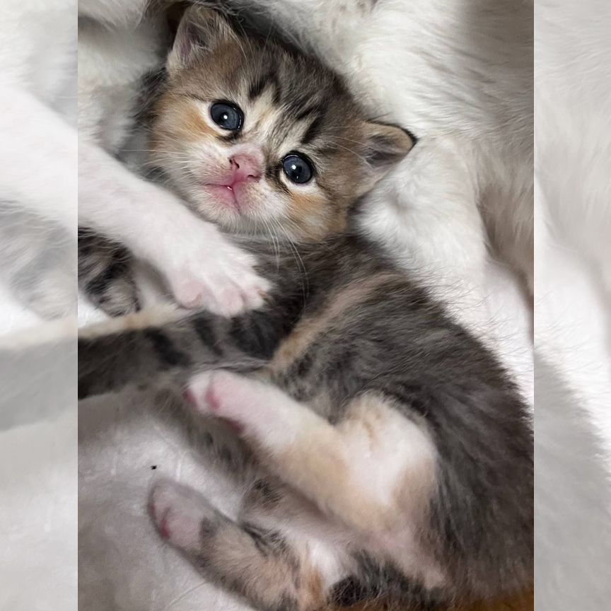 Отдам котят в добрые руки