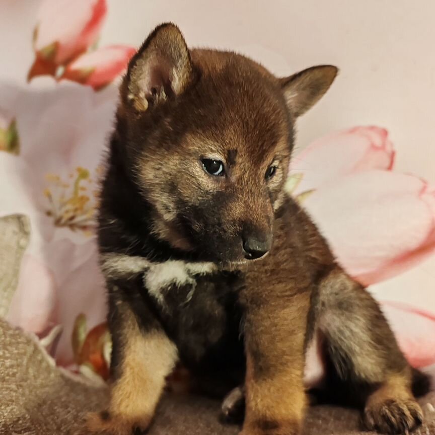 Сиба черный сезам