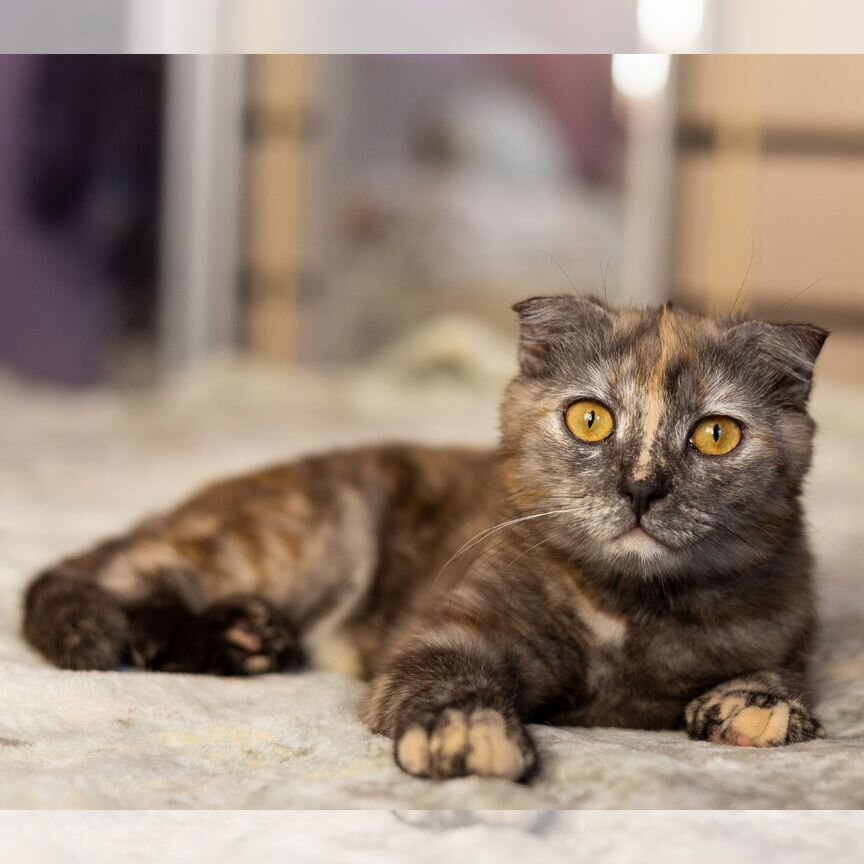 Взрослая, кошка в добрые руки