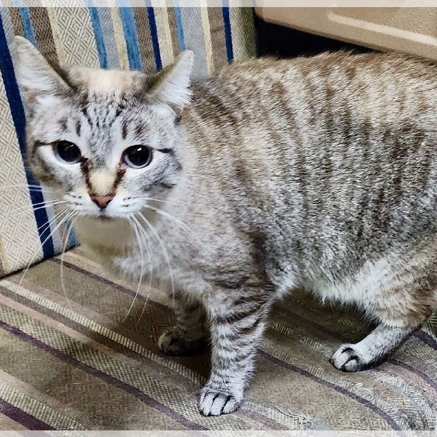 Кошка-отказница