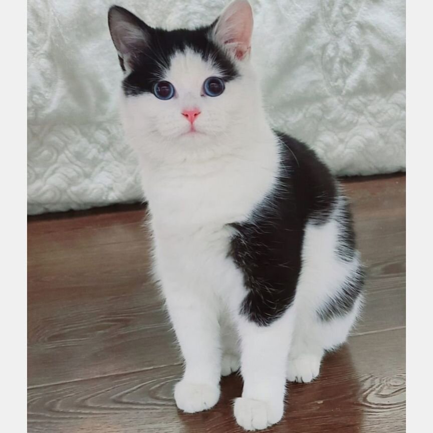 Отдам в добрые руки