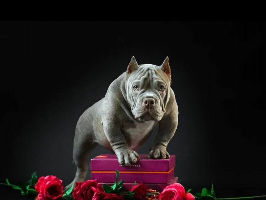 Американский булли щенок