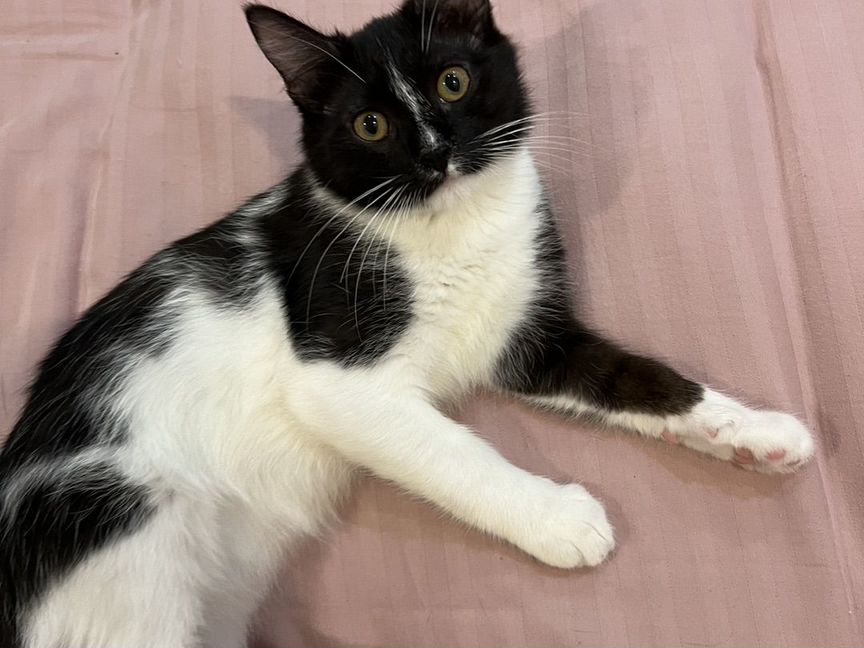 Отдам кота в добрые руки