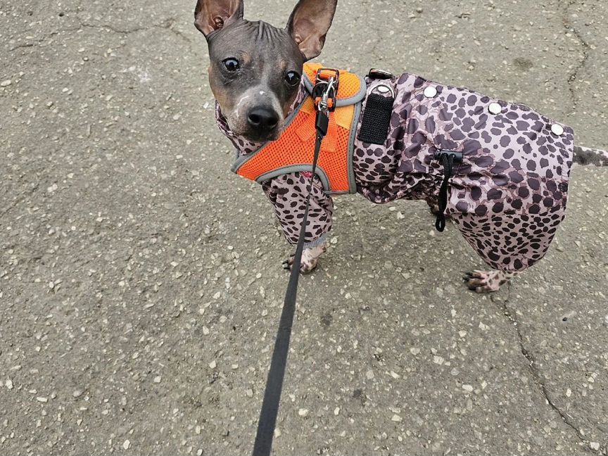 Американский голый терьер