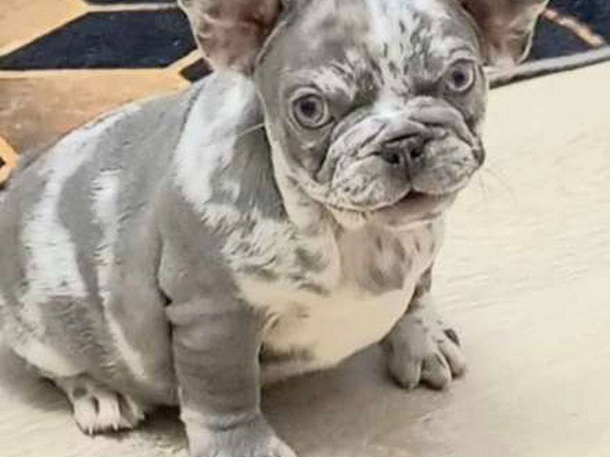 Мальчик ношение изабелла нью шейд