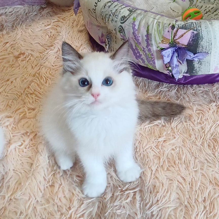 Котёнок Рэгдолл