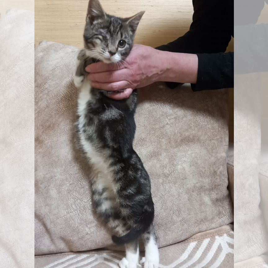 Котёнок от частного владельца