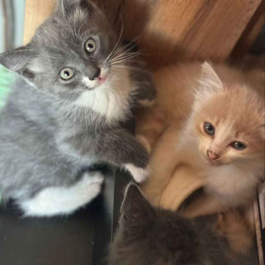 Отдам котят в добрые руки, к лотку приучены