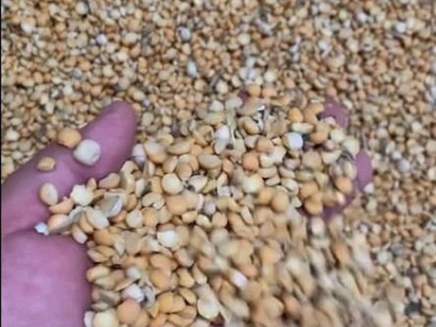 Половинки гороха