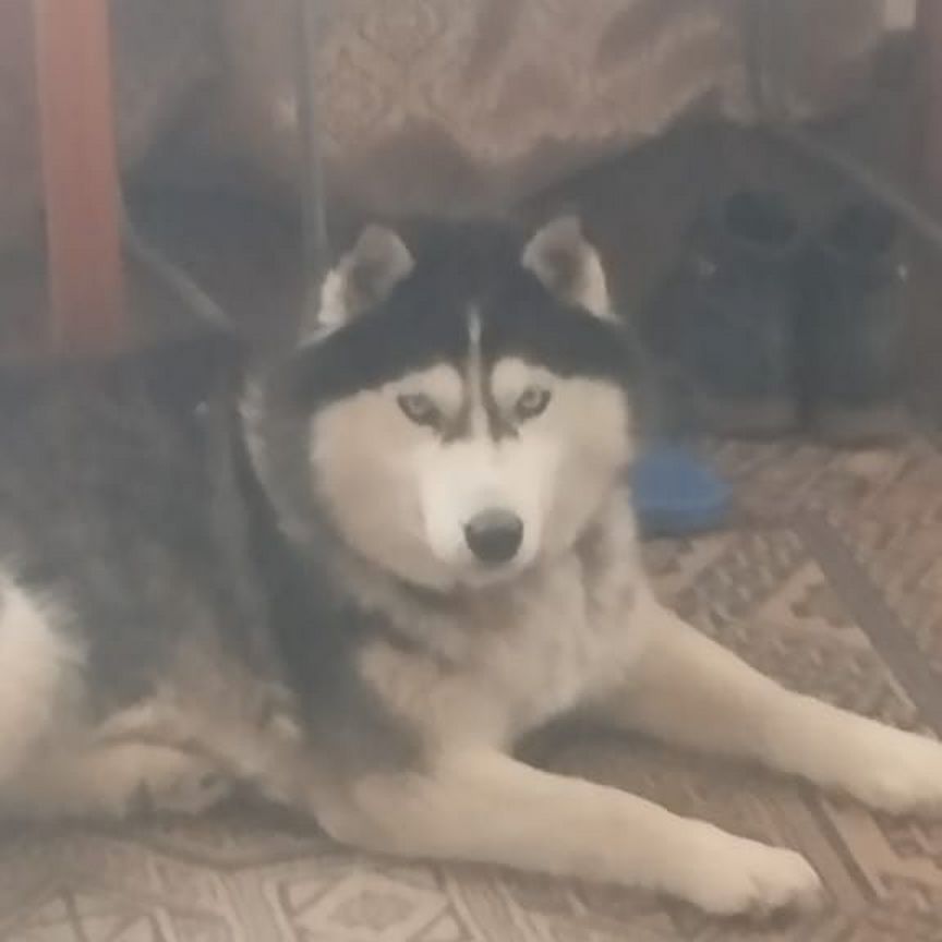 Сибирский хаски девочка