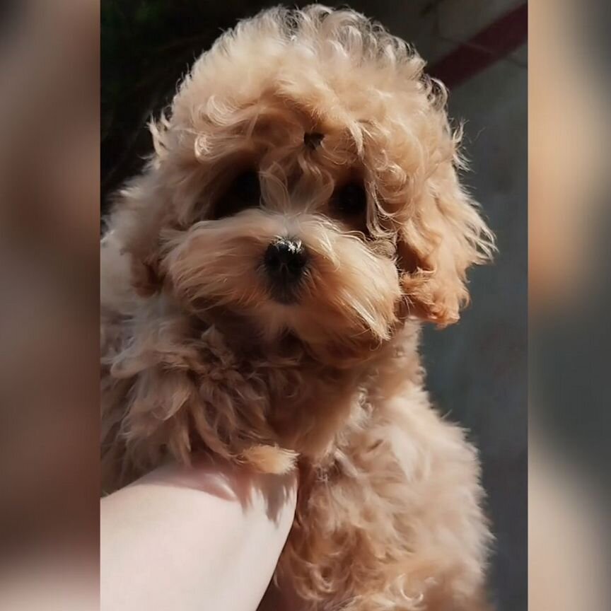 Мальтипу, щенок