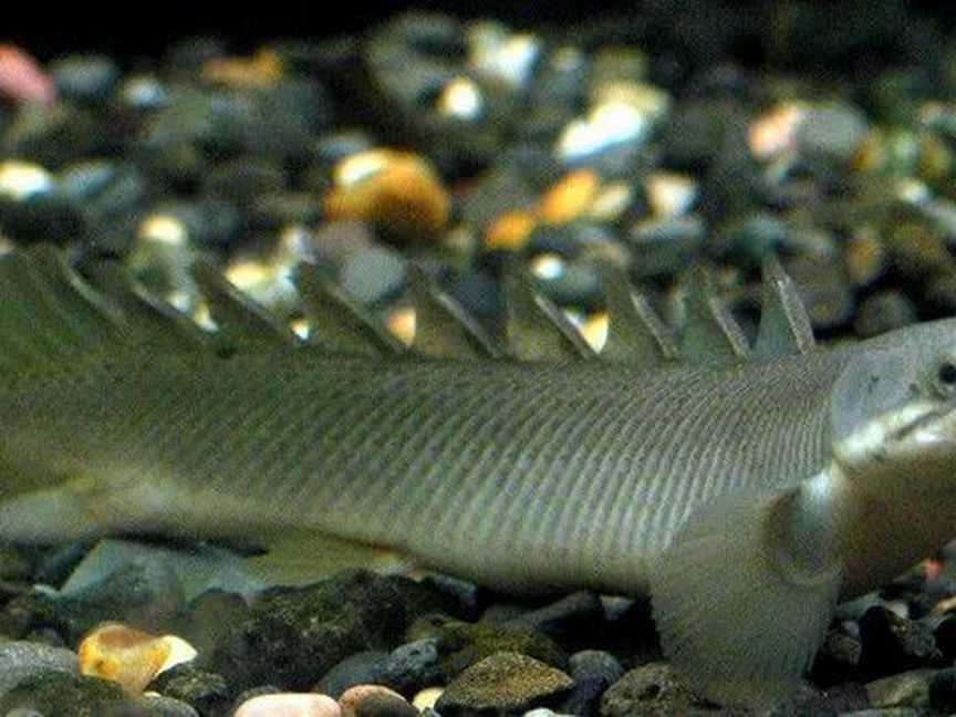 Полиптерус сенегальский