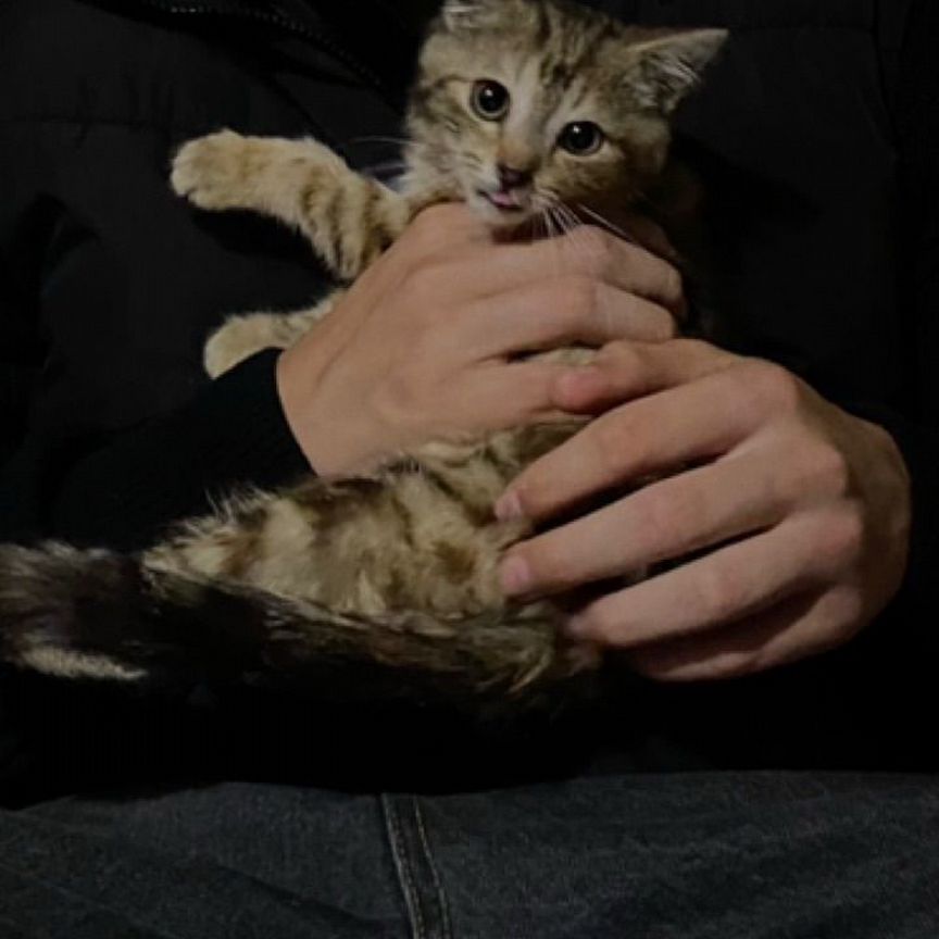 Котята в добрые руки бесплатно