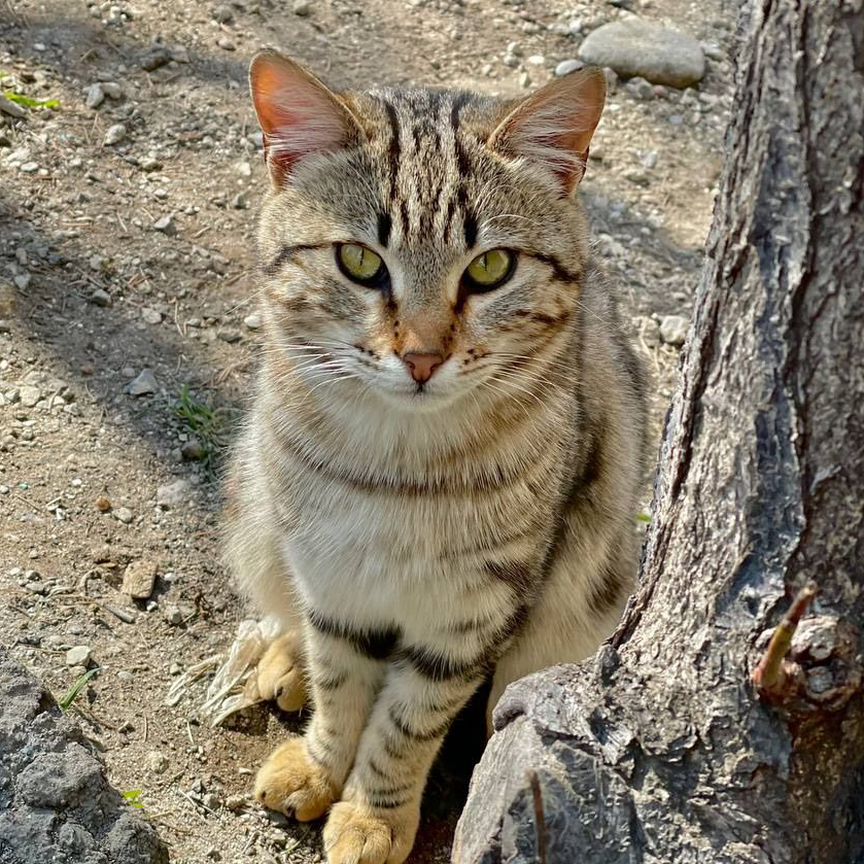 Мальчик красавчик в добрые руки