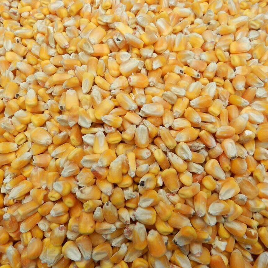 Кукуруза кормовая