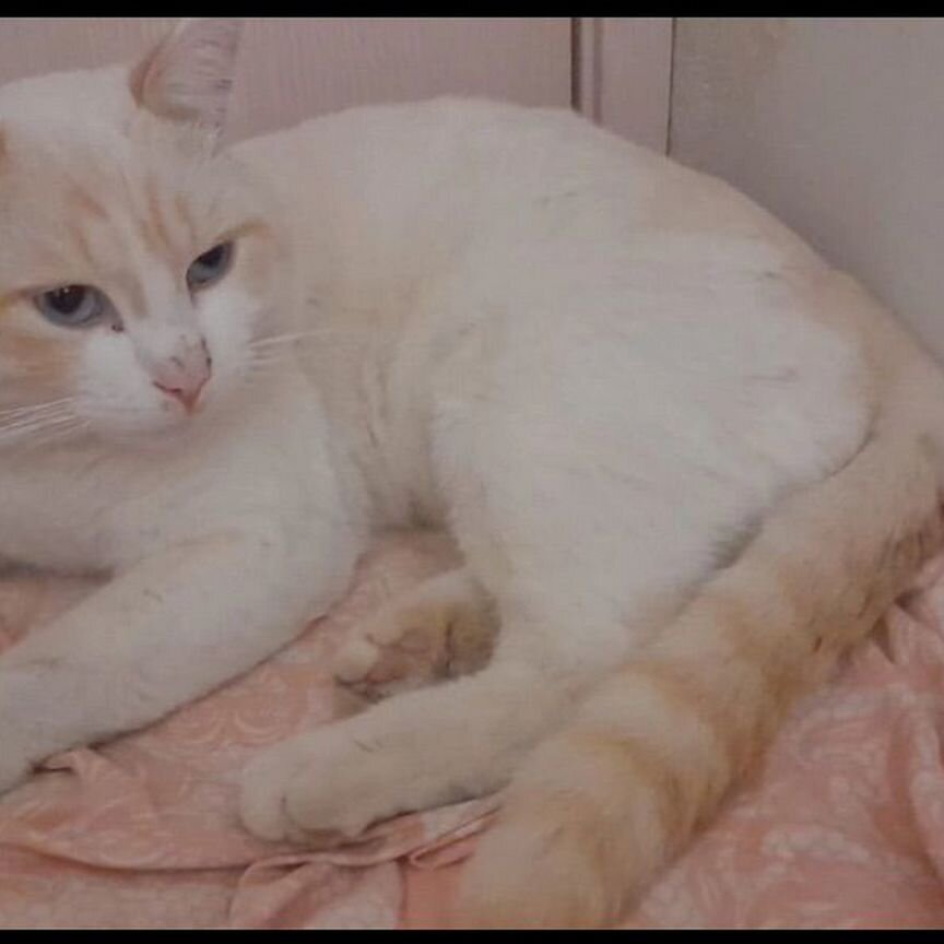 Котик в добрые руки