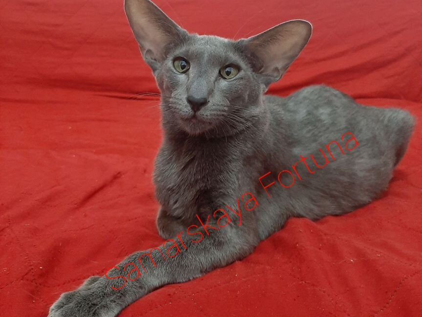 Ориентальная кошечка