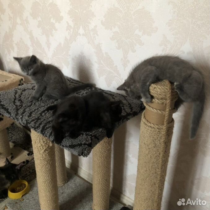 Отдам котят в добрые руки, просто так