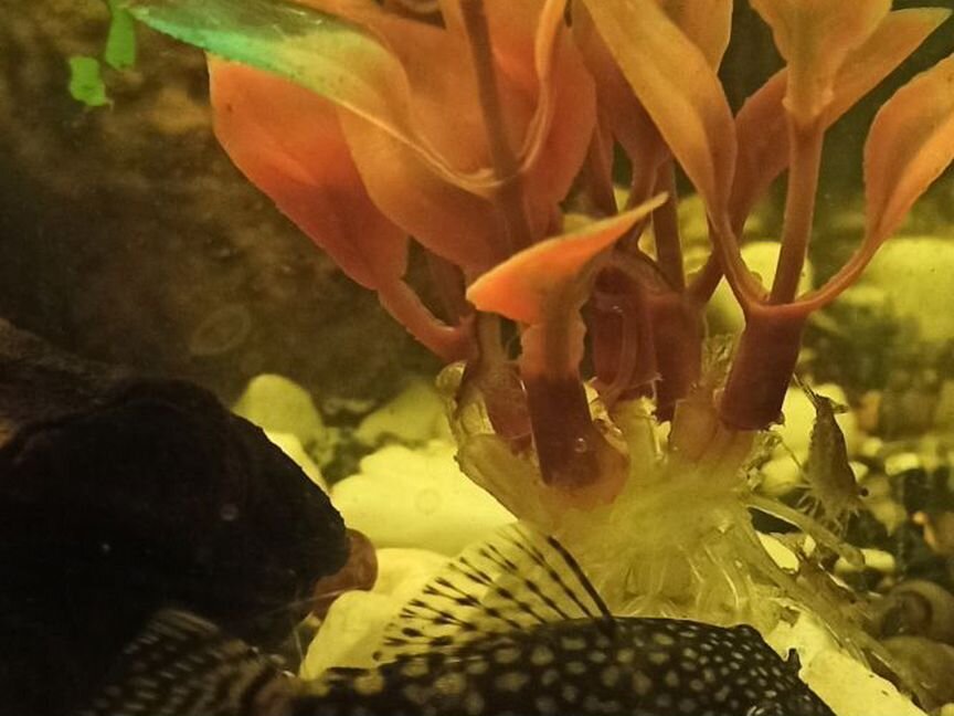 Сомик анциструс девочка