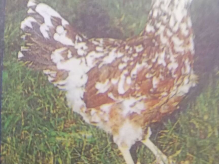 Товары для животных