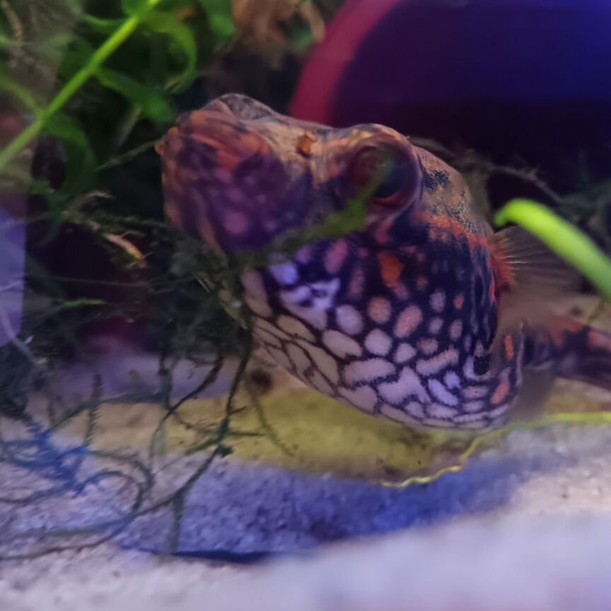 Тетраодон тетрадон дракон горбатый palembang