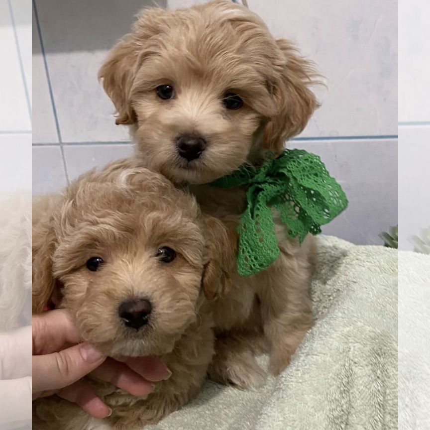 Мальтипу, щенок