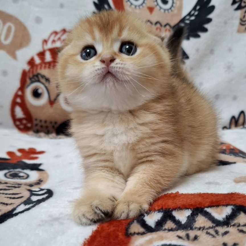 Шотландские котята