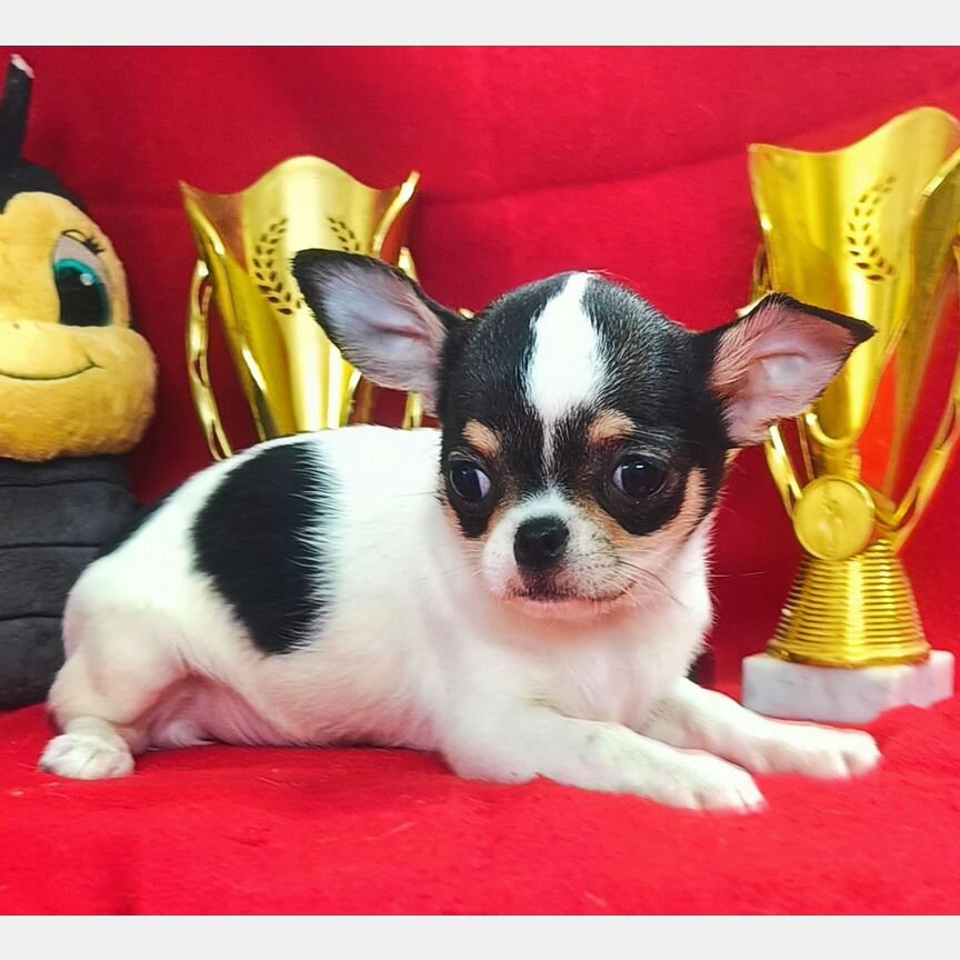 Чихуахуа девочка красотка готова к переезду
