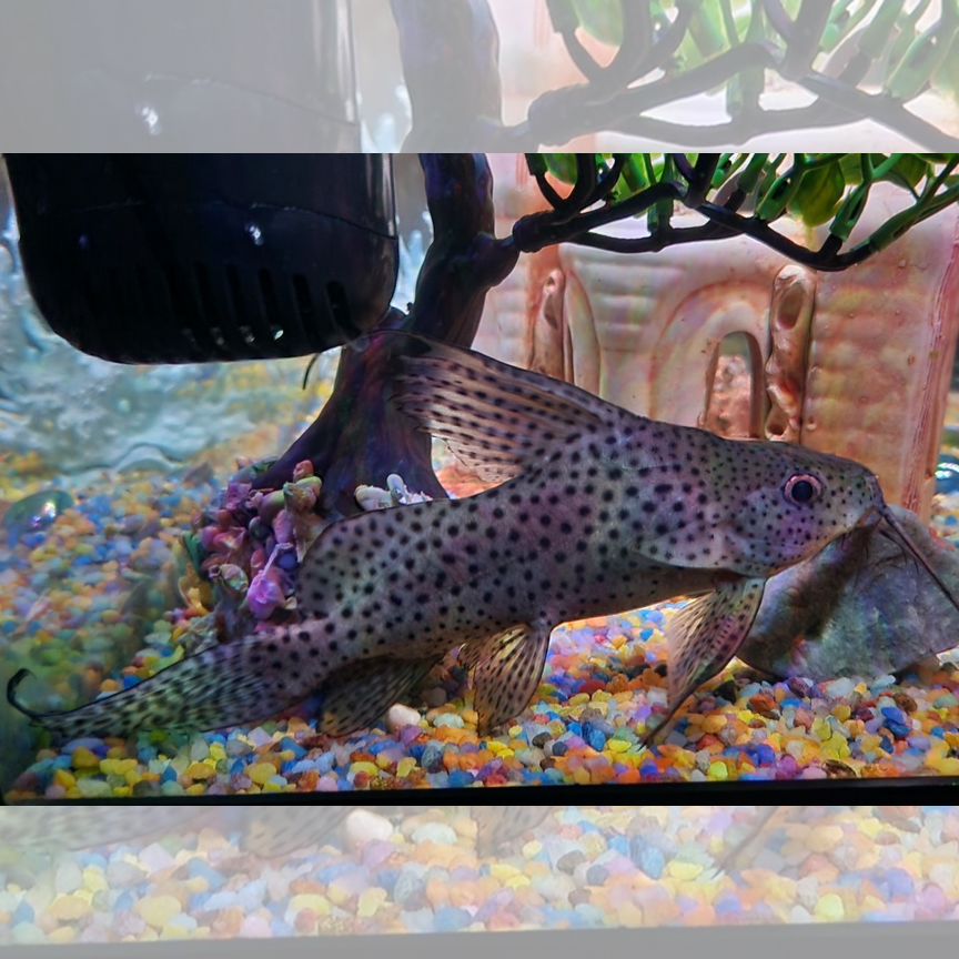 Сом анциструс