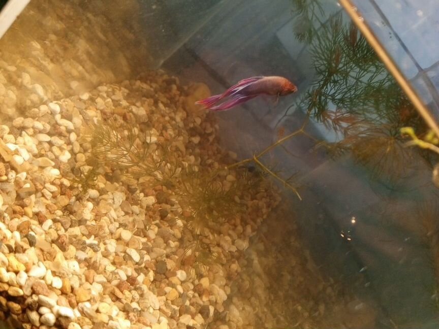 Отдам бесплатно рыбу меченосец