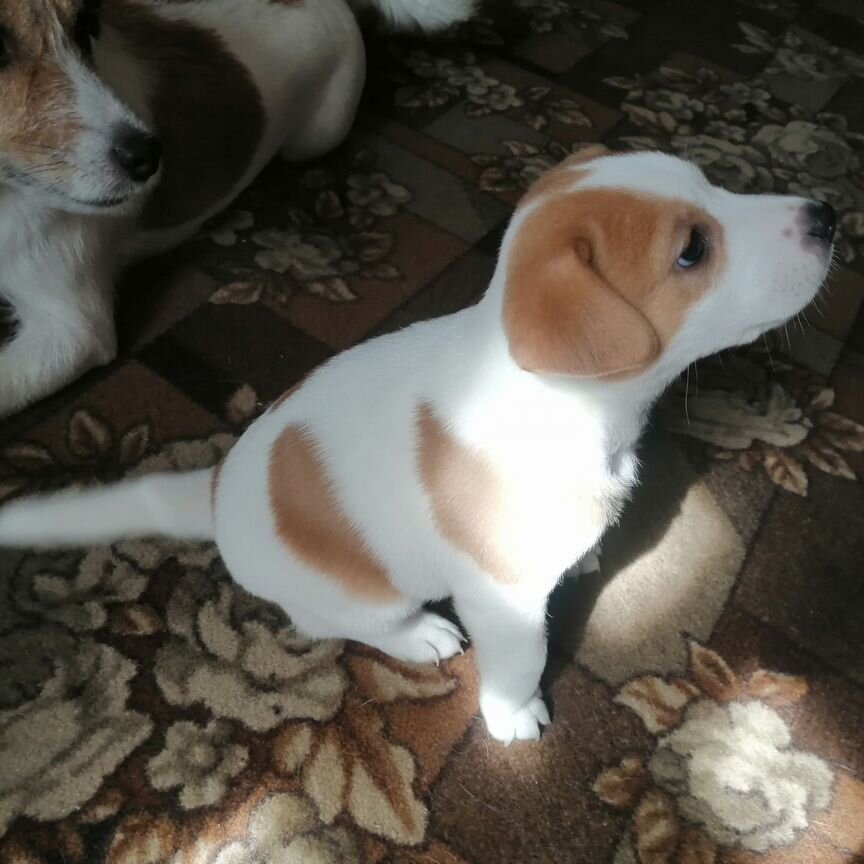 Щенок джек рассел