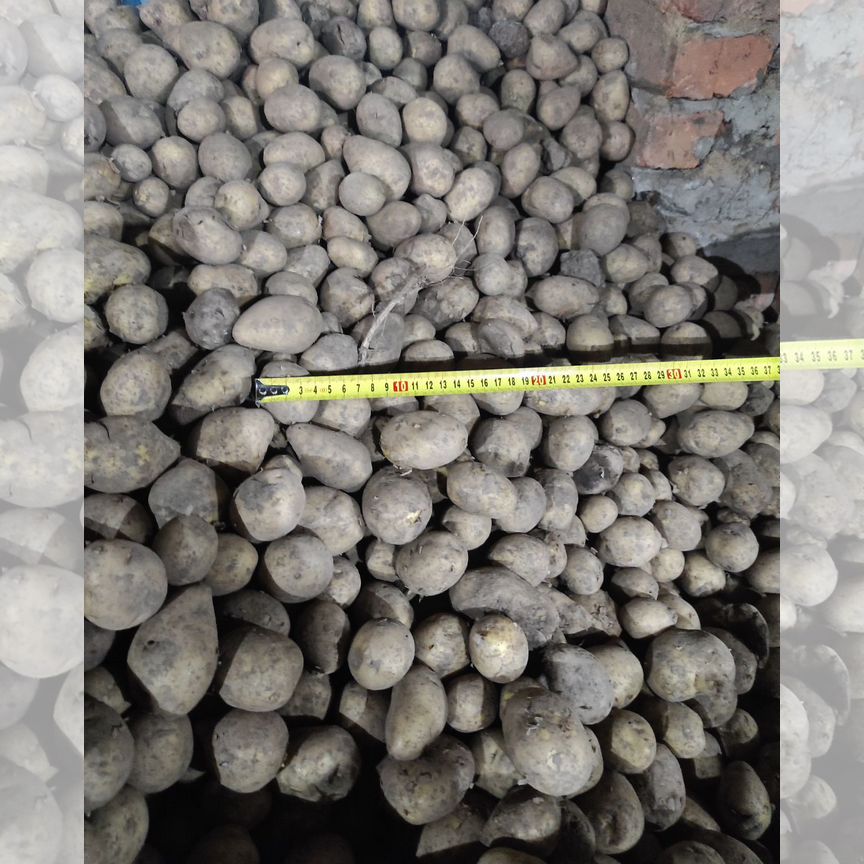 Продам картофель на корм скоту