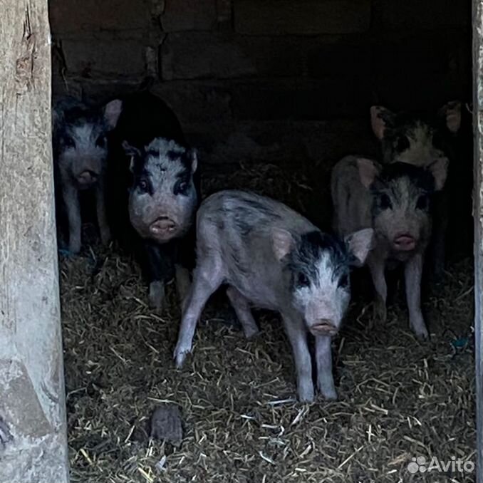 Вьетнамские поросята