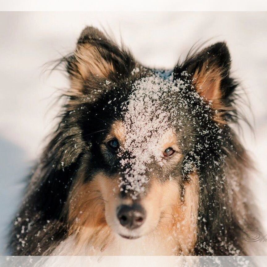 Фотосессия с Шелти