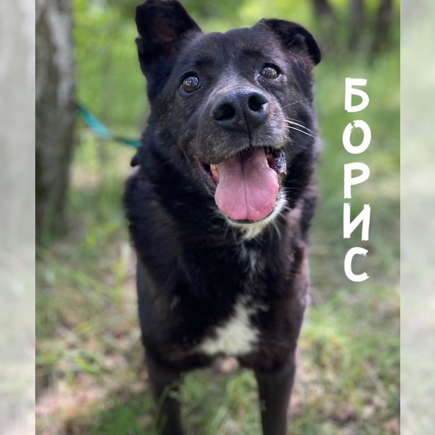 Интеллигентный пёс в поисках дома