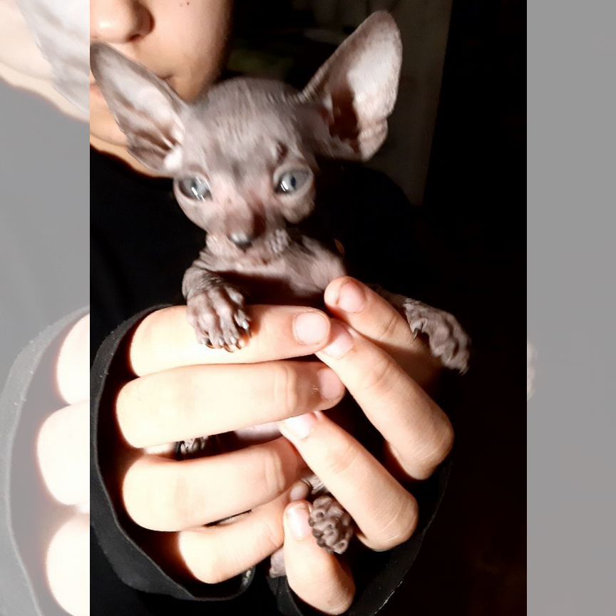 Канадский сфинкс