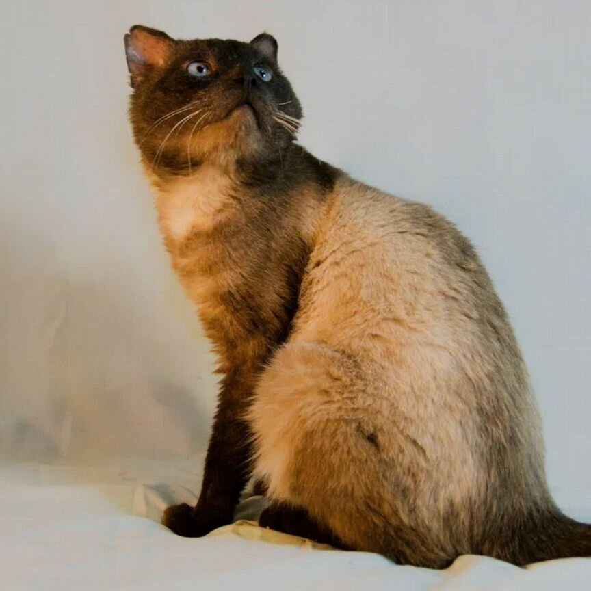 Сиамский, взрослый кот