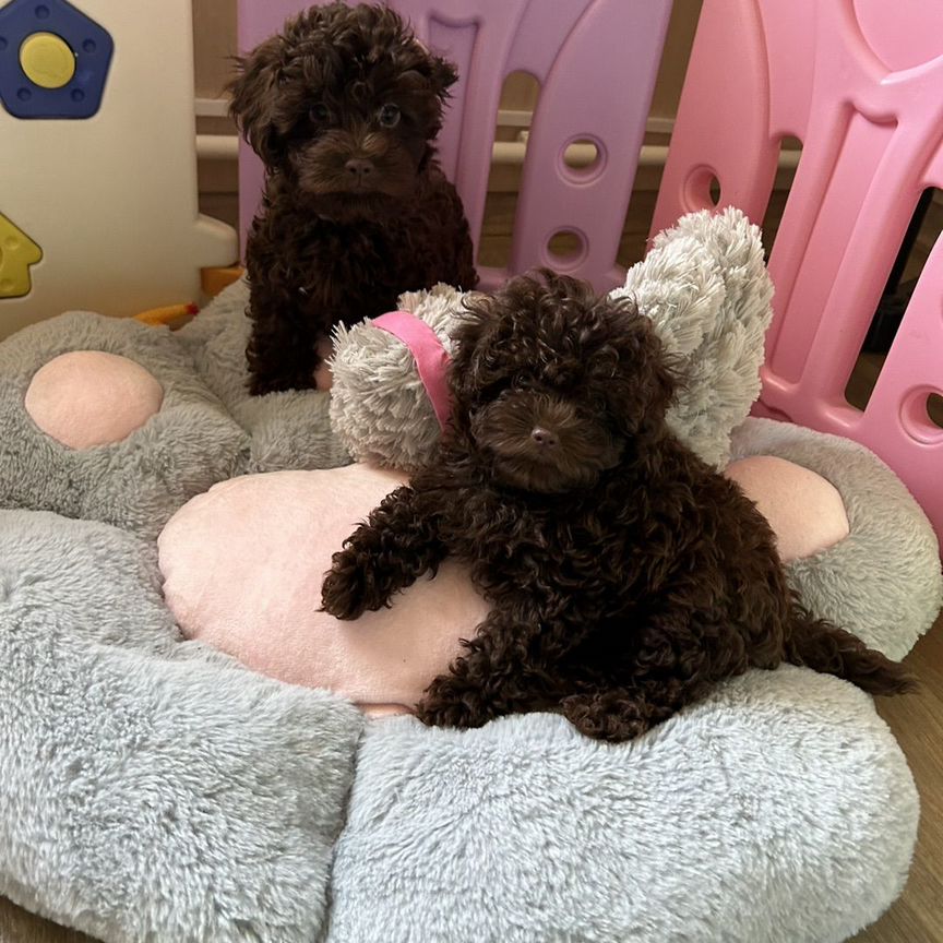 Мальтипу лучшее качество