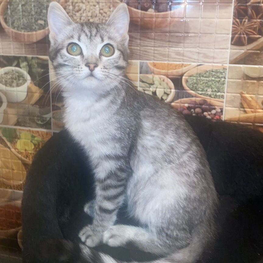 Котенок